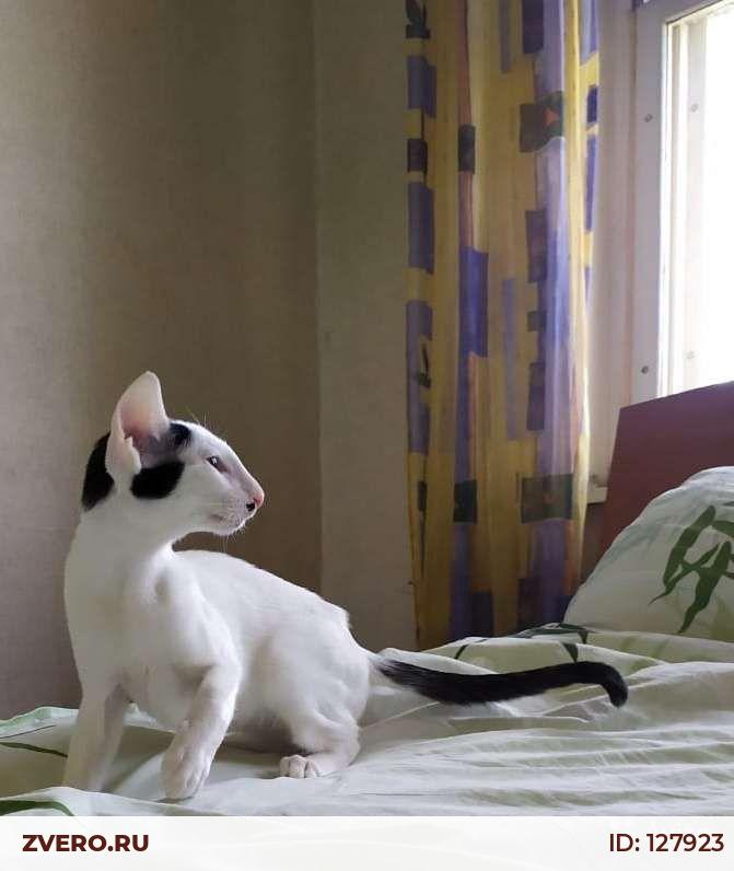 Котики — купить в Санкт-Петербурге | Объявление №127923 | ZVERO