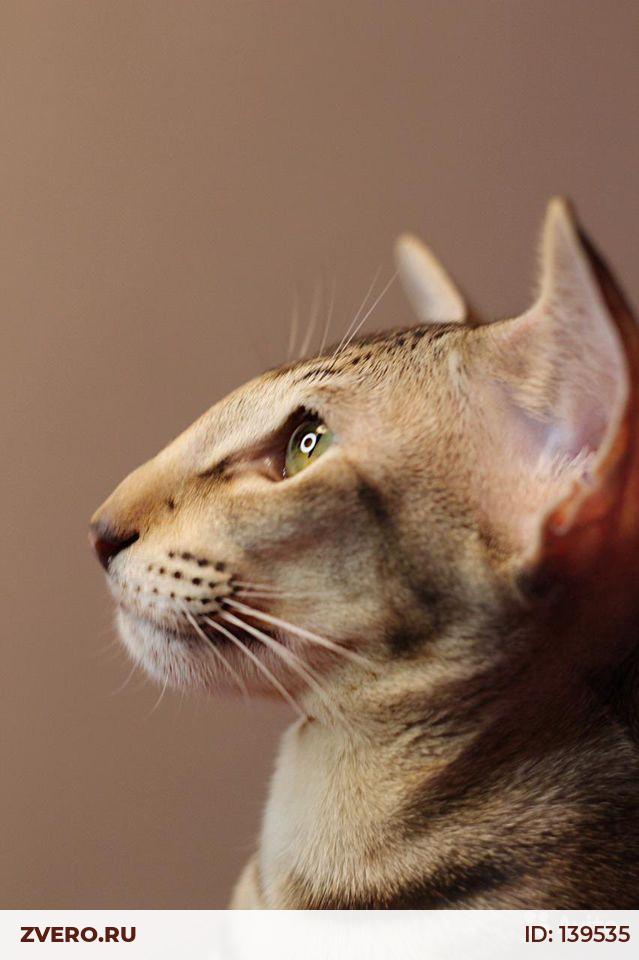 Ориентальная — купить в Санкт-Петербурге | Объявление №139535 | ZVERO