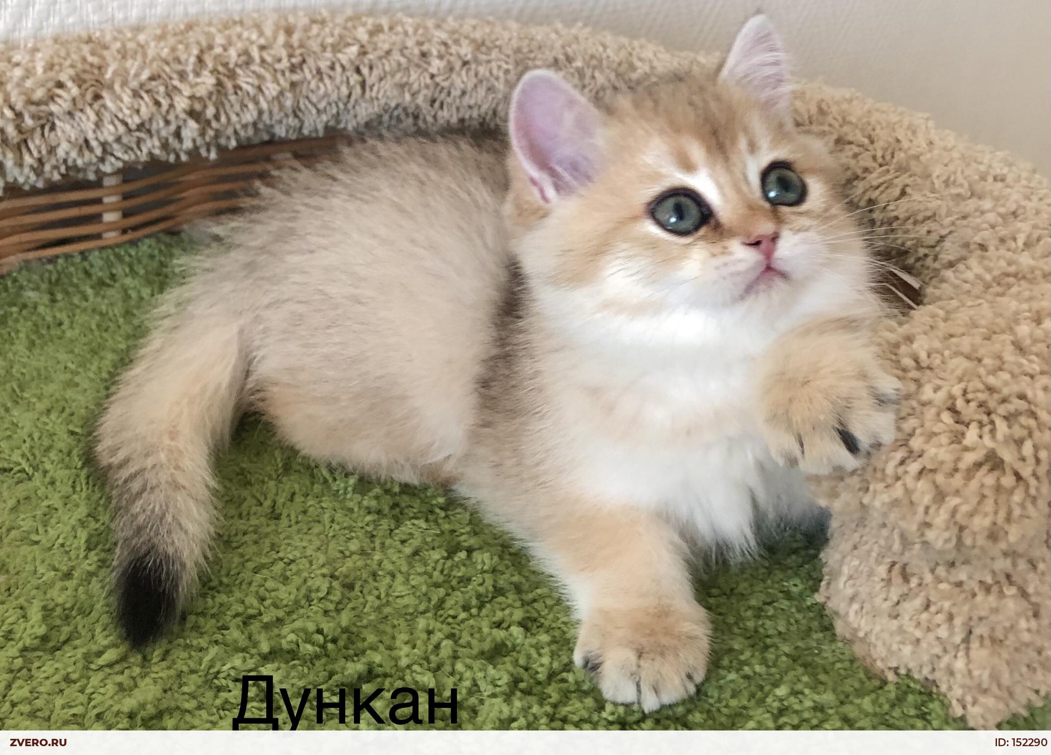 Котёнок британской золотой шиншиллы — купить в Москве | Объявление №152290 | ZVERO