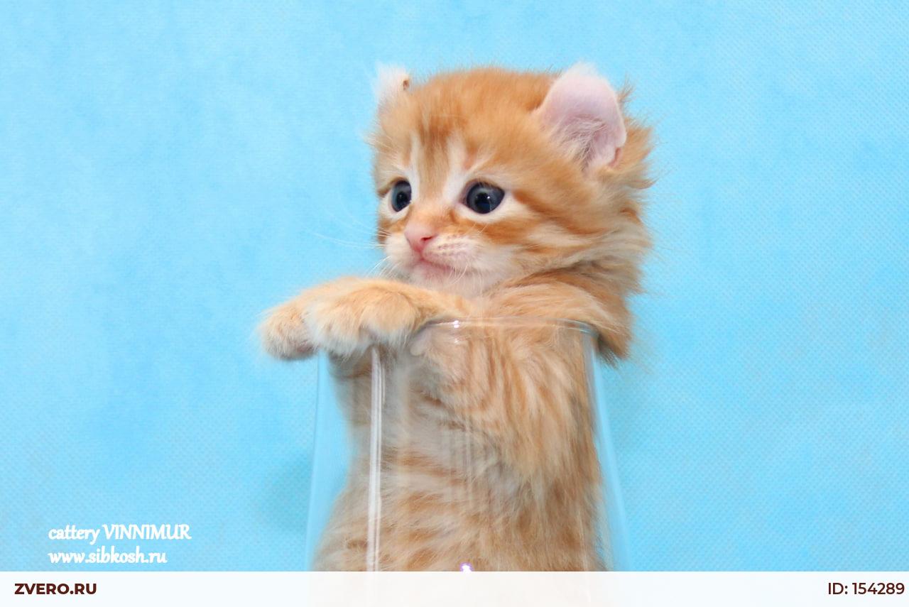 Котята американский керл — купить в Москве | Объявление №154289 | ZVERO