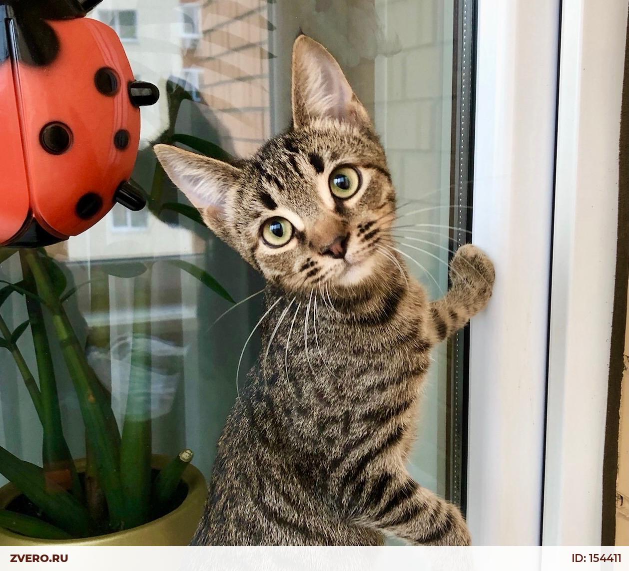 Чудесный котёнок Мартин в дар в заботливые руки. — купить в Москве | Объявление №154411 | ZVERO