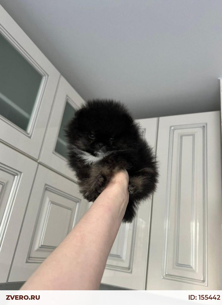 Мини крошка — купить в Москве | Объявление №155442 | ZVERO