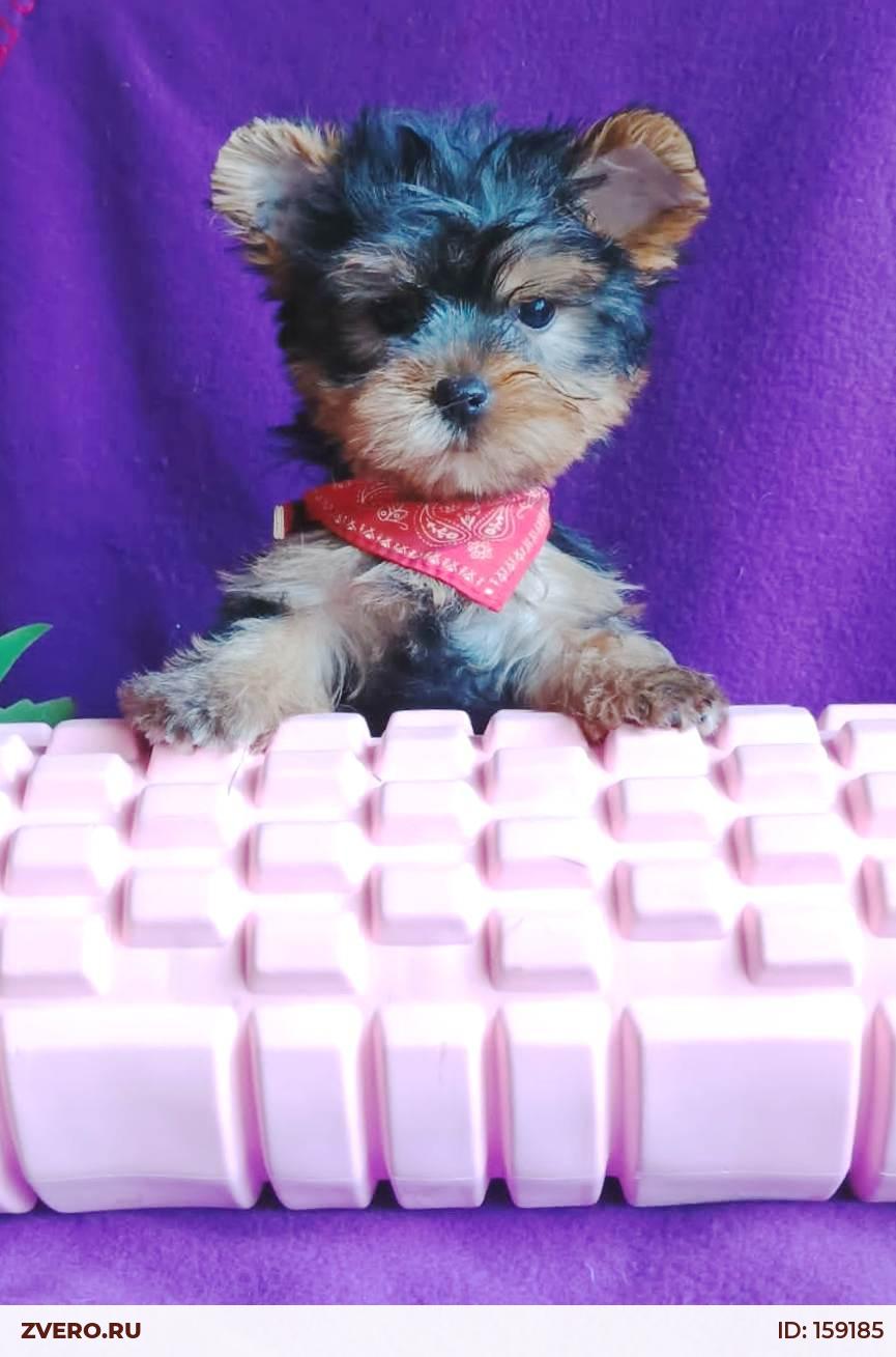 Стандартная девочка йорка — купить в Москве | Объявление №159185 | ZVERO