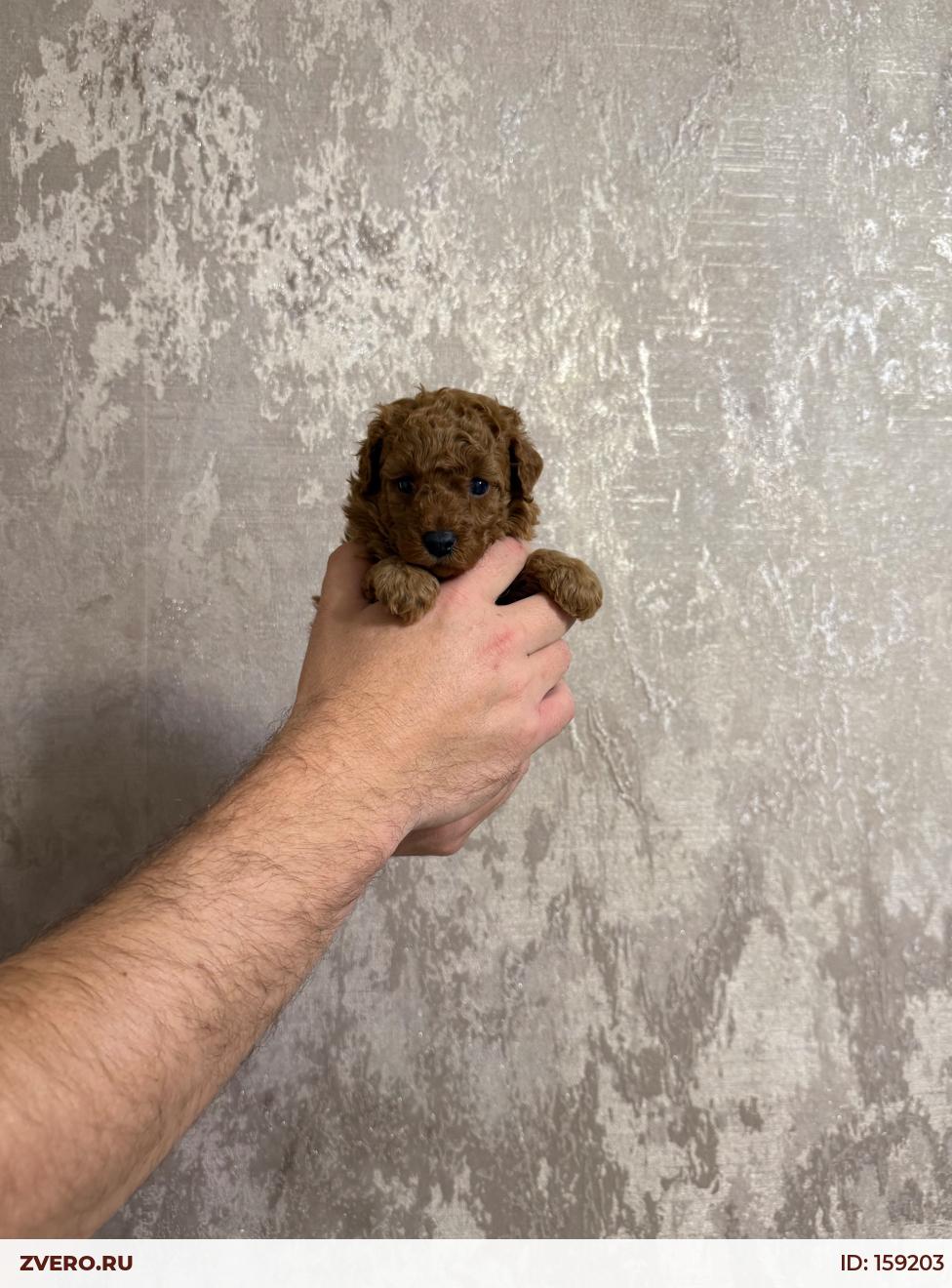 Девочка — купить в Москве | Объявление №159203 | ZVERO