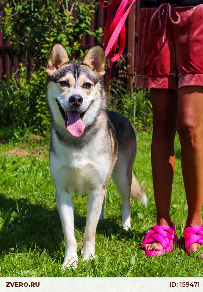 Ася умная, добрая и послушная. Ищет семью! — купить в Москве | Объявление №159471 | ZVERO